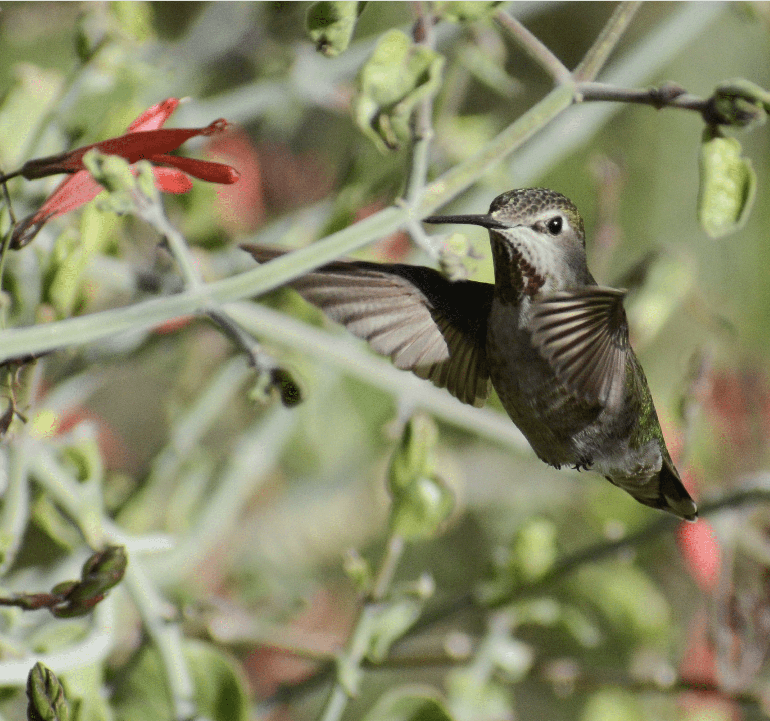February – Garden for Birds